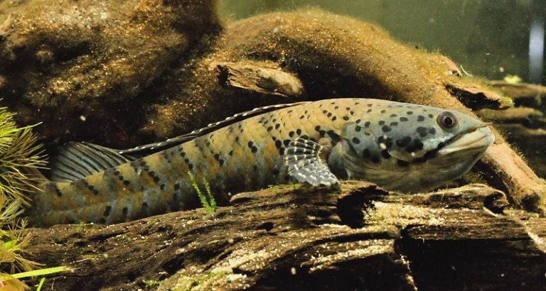 🐟18 JENIS IKAN CHANNA, IKAN HIAS PREDATOR YANG EKSOTIS - PT. SDI