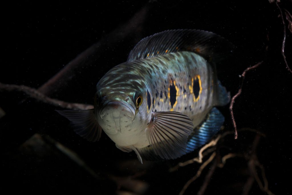 🐟18 JENIS IKAN CHANNA, IKAN HIAS PREDATOR YANG EKSOTIS - PT. SDI