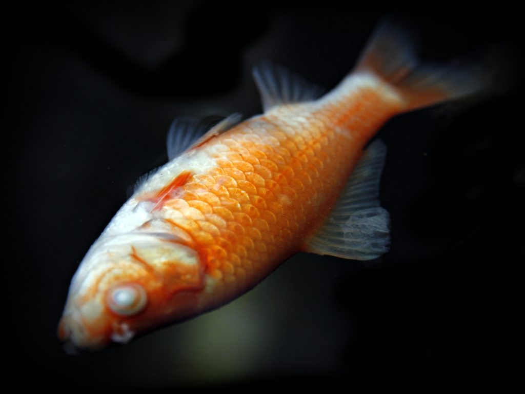 🐟10 JENIS PENYAKIT YANG DIALAMI IKAN HIAS DAN CARA MENGOBATINYA - PT. SDI