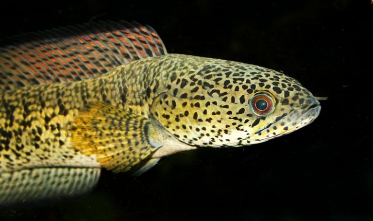 🐟18 JENIS IKAN CHANNA, IKAN HIAS PREDATOR YANG EKSOTIS - PT. SDI