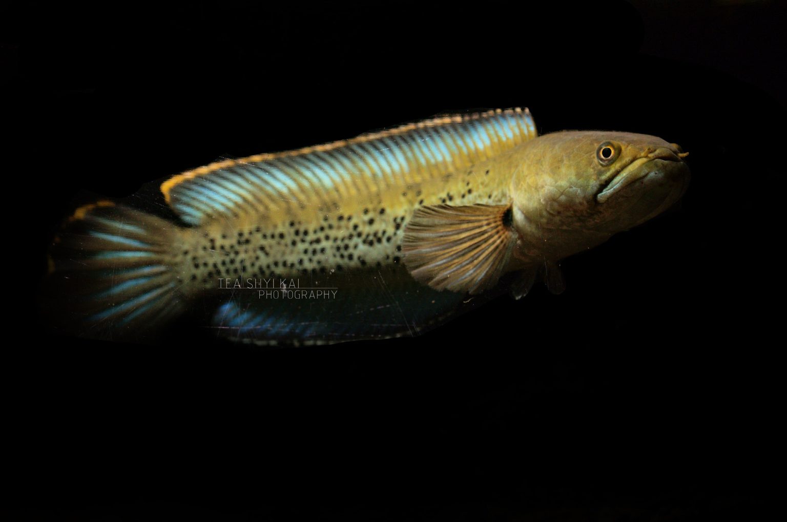 🐟18 JENIS IKAN CHANNA, IKAN HIAS PREDATOR YANG EKSOTIS - PT. SDI