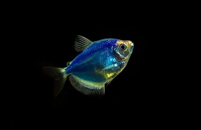 🐟 MENGENAL IKAN GLOFISH YANG BERASAL DARI HASIL GENETIKA MANUSIA - PT. SDI