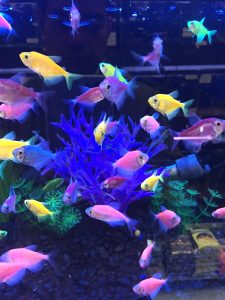 🐟 MENGENAL IKAN GLOFISH YANG BERASAL DARI HASIL GENETIKA MANUSIA - PT. SDI