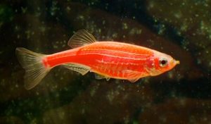 🐟 MENGENAL IKAN GLOFISH YANG BERASAL DARI HASIL GENETIKA MANUSIA - PT. SDI
