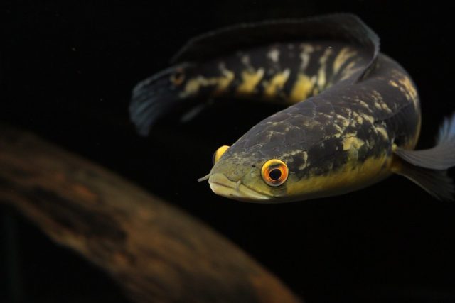 🐟18 JENIS IKAN CHANNA, IKAN HIAS PREDATOR YANG EKSOTIS - PT. SDI