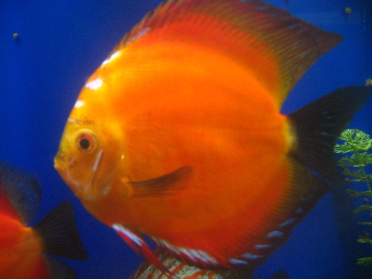 🐟 INI DIA 15 JENIS IKAN DISCUS LENGKAP DENGAN HARGANYA - PT. SDI