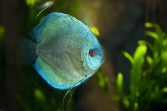 🐟 INI DIA 15 JENIS IKAN DISCUS LENGKAP DENGAN HARGANYA - PT. SDI