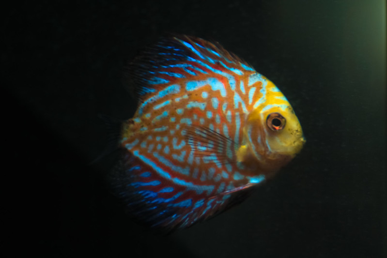 🐟 INI DIA 15 JENIS IKAN DISCUS LENGKAP DENGAN HARGANYA - PT. SDI