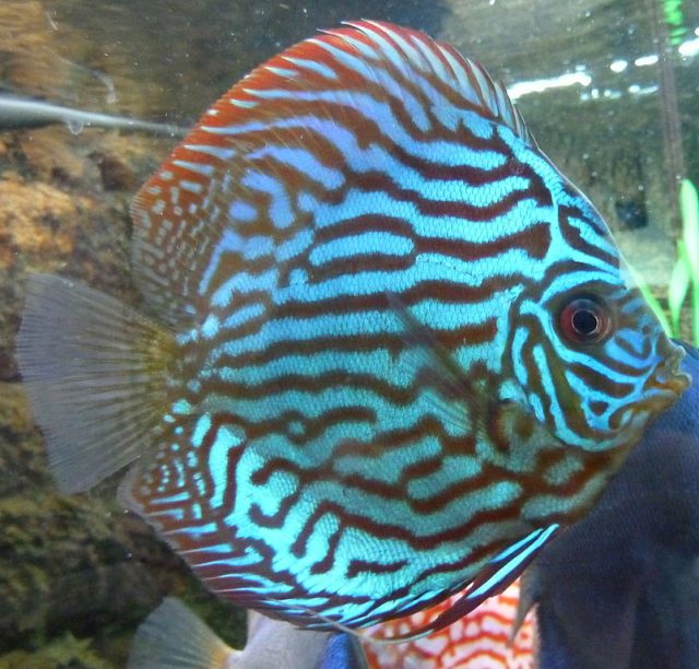 🐟 INI DIA 15 JENIS IKAN DISCUS LENGKAP DENGAN HARGANYA - PT. SDI