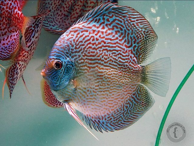 🐟 INI DIA 15 JENIS IKAN DISCUS LENGKAP DENGAN HARGANYA - PT. SDI