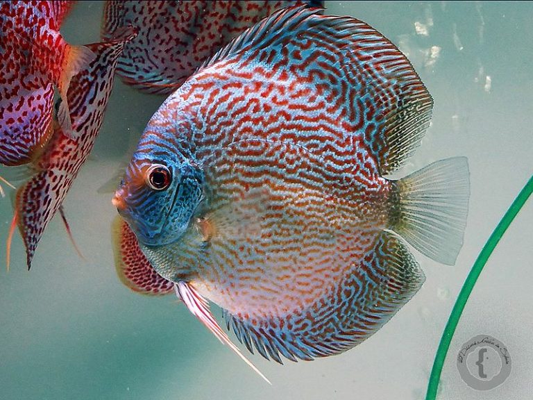 🐟 INI DIA 15 JENIS IKAN DISCUS LENGKAP DENGAN HARGANYA - PT. SDI