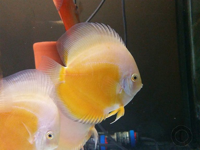 🐟 PENTING!! CARA MEMELIHARA IKAN DISCUS DENGAN BENAR - PT. SDI