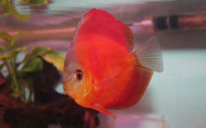 🐟 INI DIA 15 JENIS IKAN DISCUS LENGKAP DENGAN HARGANYA - PT. SDI