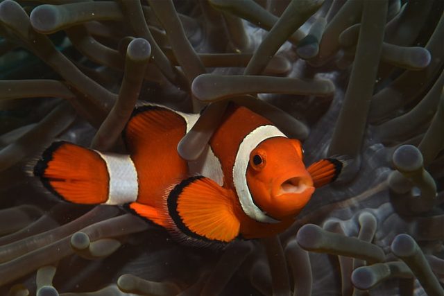 🐟 FAKTA UNIK IKAN NEMO YANG HARUS KAMU KETAHUI - PT. SDI