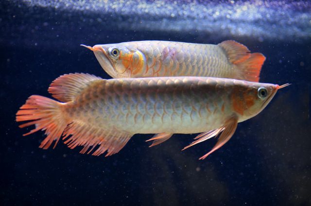 🐟 TERUNGKAP!! INI DIA MASALALU IKAN ARWANA SEBELUM JADI RAJA IKAN HIAS ...