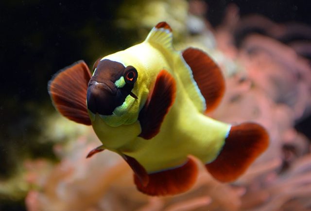 🐟 DIKIRA CUMA SATU TERNYATA BANYAK!! INI DIA 15 JENIS IKAN NEMO - PT. SDI