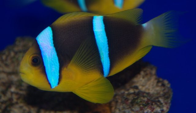 🐟 DIKIRA CUMA SATU TERNYATA BANYAK!! INI DIA 15 JENIS IKAN NEMO - PT. SDI