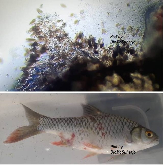 👾 Hati-Hati!!! 4 parasit Ini Mengintai Ikan Hias Kesayanganmu - PT. SDI