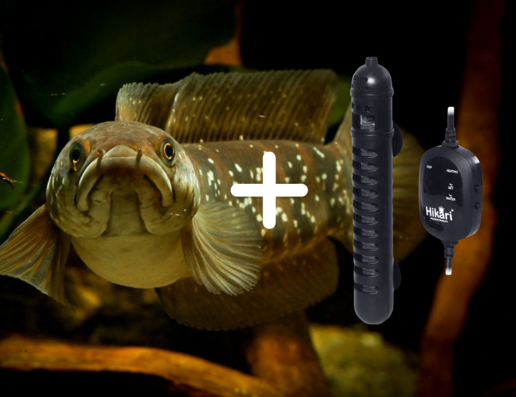 IKAN CHANNA PAKAI HEATER AQUARIUM? TEMUKAN MANFAATNYA DISINI - PT. SDI