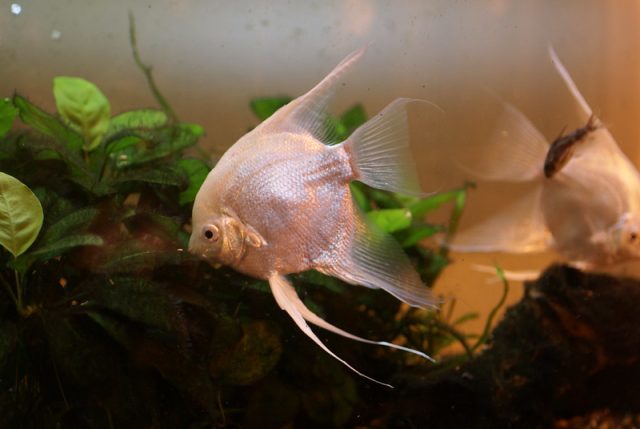 🐟 KENALAN DENGAN IKAN MANFISH, MULAI DARI JENIS HINGGA ASAL-USULNYA ...