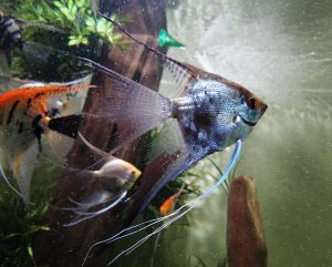 🐟 KENALAN DENGAN IKAN MANFISH, MULAI DARI JENIS HINGGA ASAL-USULNYA ...