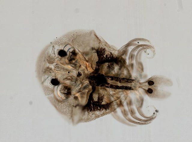 WASPADA! KUTU IKAN HIAS : PENYEBAB DAN CARA MENGATASINYA - PT. SDI