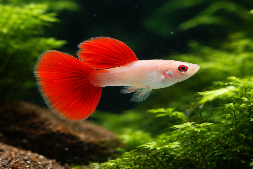 17 JENIS IKAN GUPPY PALING BANYAK DICARI LENGKAP DENGAN HARGANYA - PT. SDI