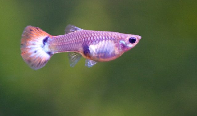 17 JENIS IKAN GUPPY PALING BANYAK DICARI LENGKAP DENGAN HARGANYA - PT. SDI